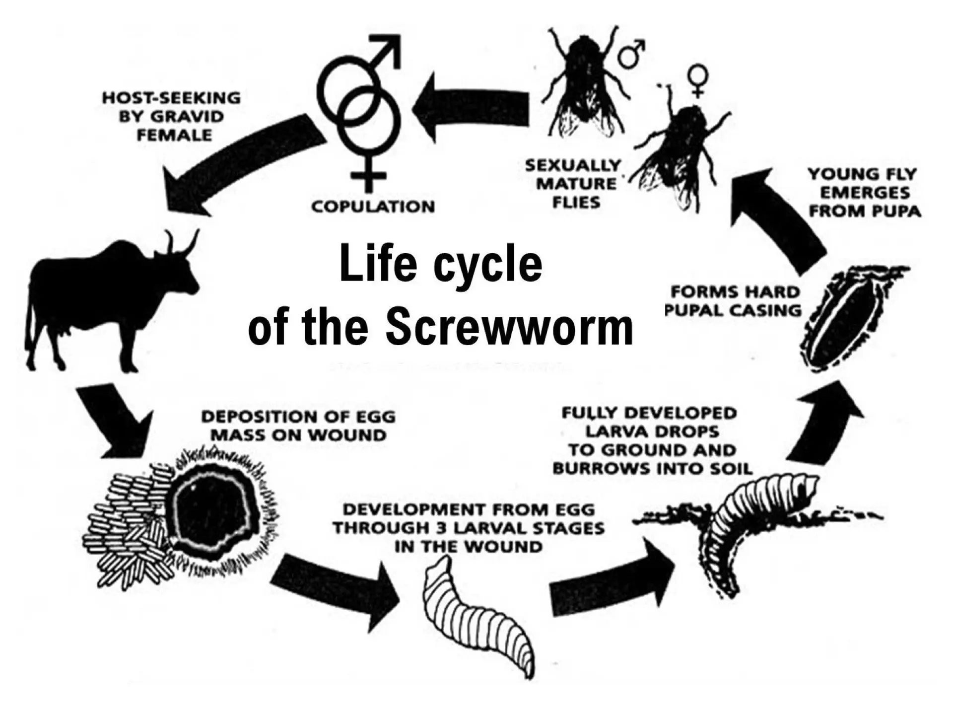 Screwworm | Uvalco Supply